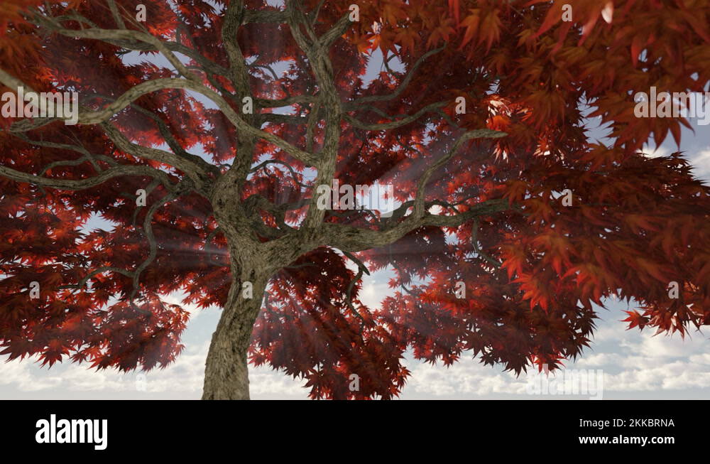 Sunbeams breaking through tree Stock Videos & Footage - HD and 4K Video ...