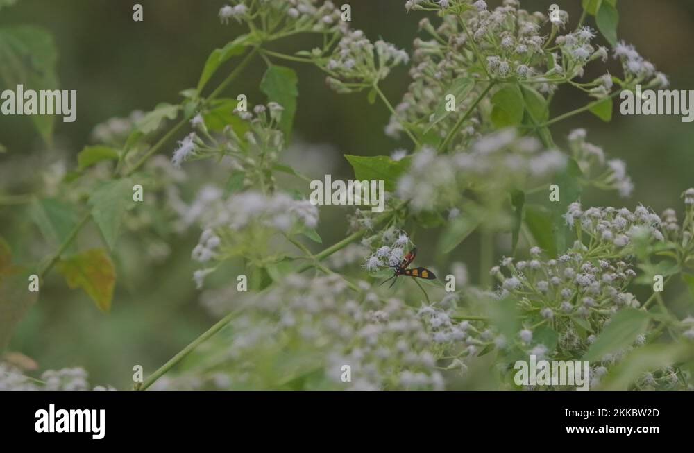 Species small wasp Stock Videos & Footage - HD and 4K Video Clips - Alamy