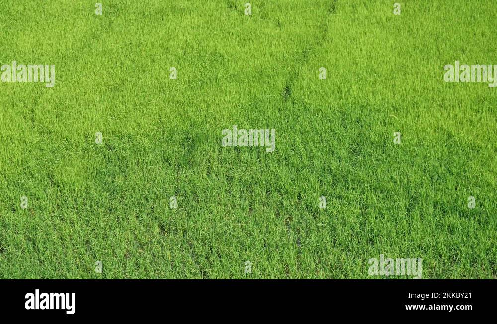 Wind shaking the ear of rice plant to moving as ripple wave Stock Video ...