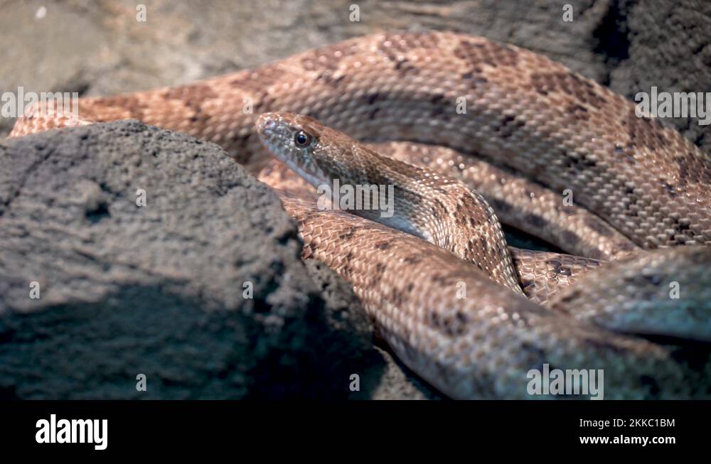 Endemic of oman Stock Videos & Footage - HD and 4K Video Clips - Alamy