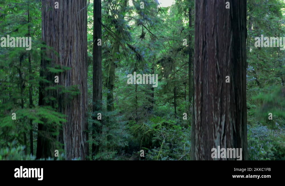 Very long lived tree Stock Videos & Footage - HD and 4K Video Clips - Alamy