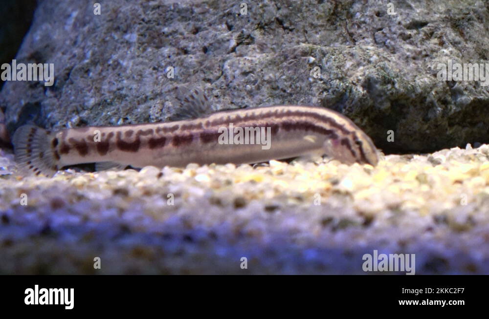 Cobitis Stock Videos & Footage - HD and 4K Video Clips - Alamy