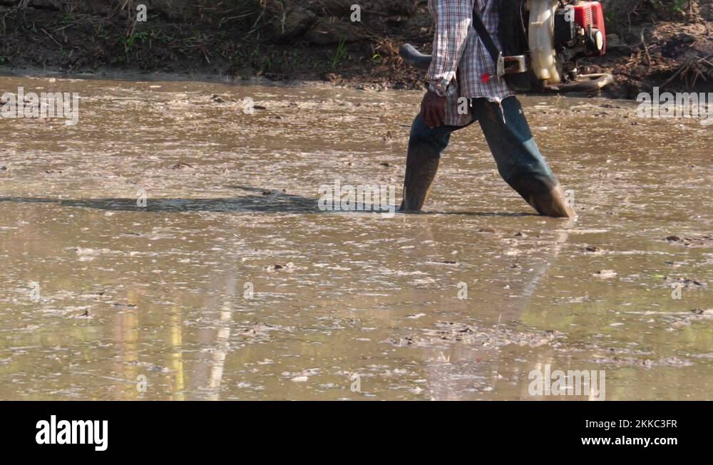 Farmers are using grain throwing tools to grow rice in rice fields ...