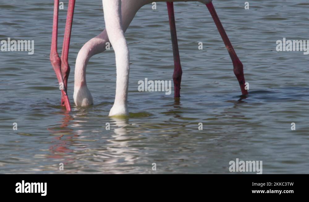 Flamingo legs Stock Videos & Footage - HD and 4K Video Clips - Alamy