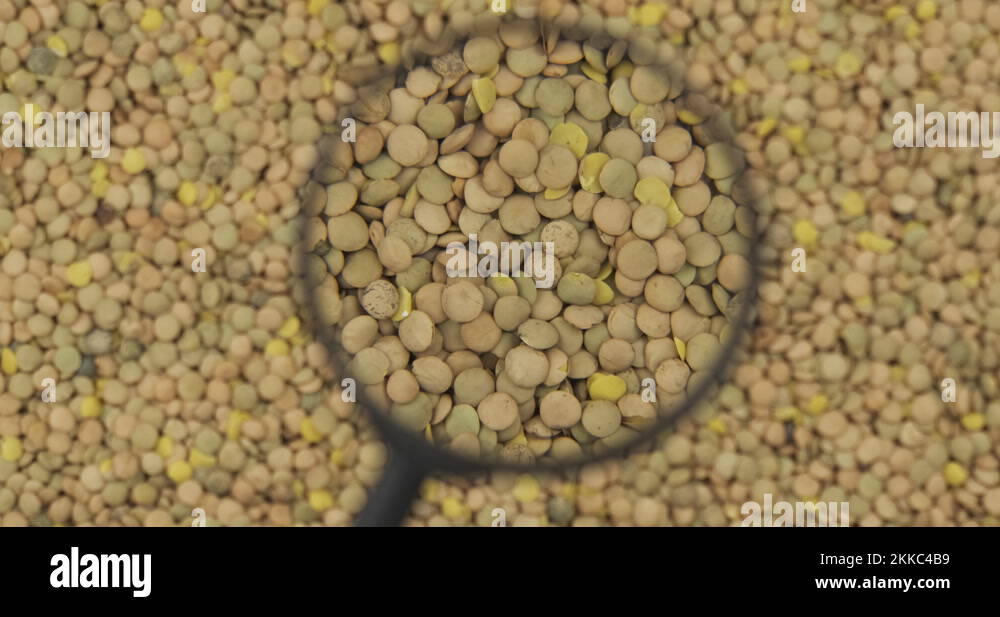 Study of rotating lentil grains with a magnifying glass. Sharpness in ...