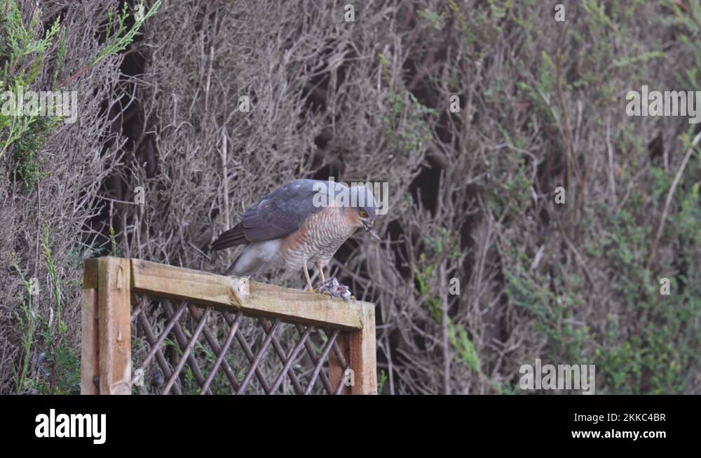 A sparrow hawk Stock Videos & Footage - HD and 4K Video Clips - Alamy