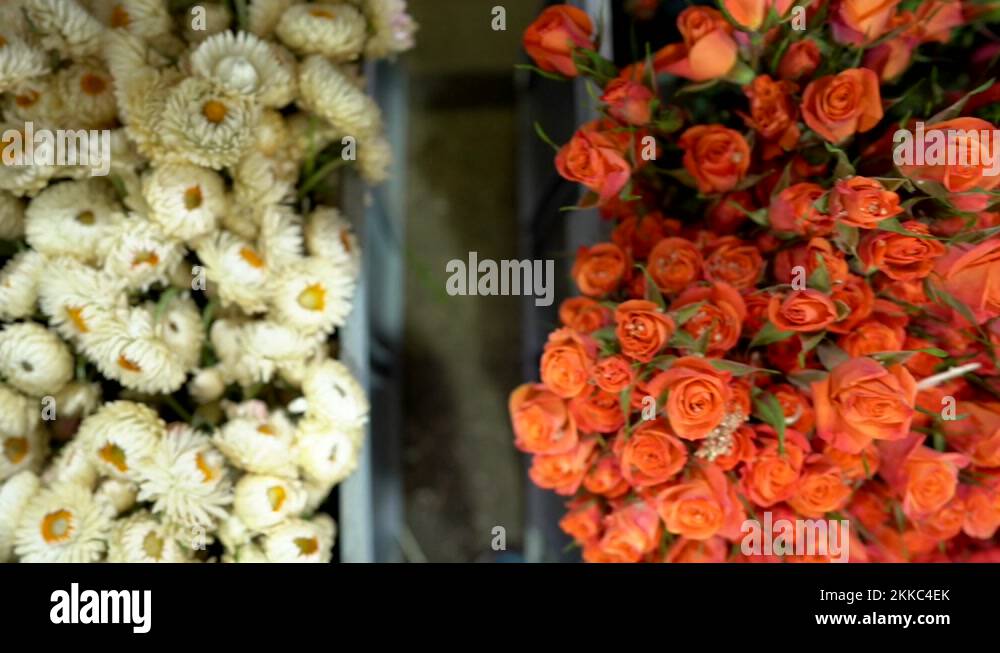 Plant plantation Stock Videos & Footage - HD and 4K Video Clips - Alamy