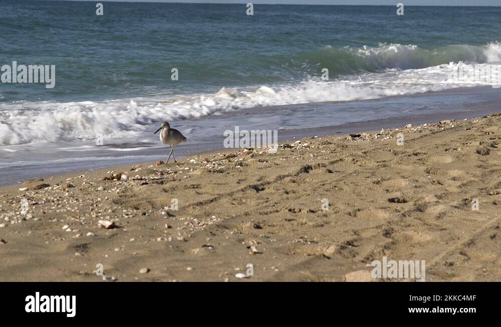 A Sandpiper walk along the wrack line of shells and debris on the beach ...