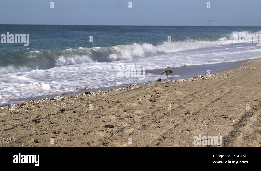 Wrack line Stock Videos & Footage - HD and 4K Video Clips - Alamy