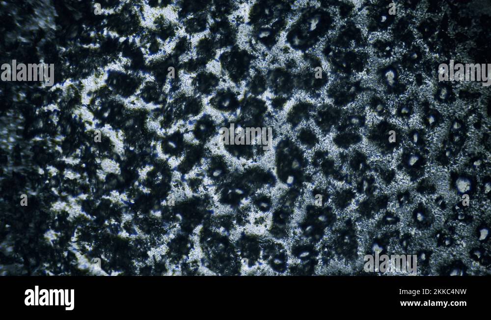 Vector of antarctica Stock Videos & Footage - HD and 4K Video Clips - Alamy