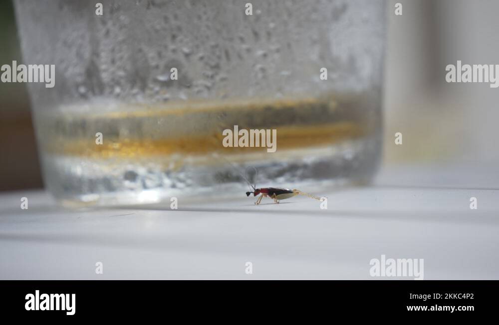 Small bug cricket cleaning antenna and pooping defecating feces hand ...