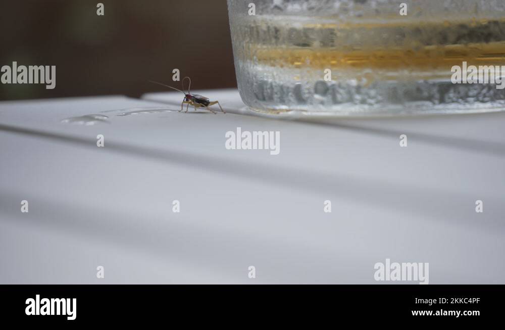 Table cricket Stock Videos & Footage - HD and 4K Video Clips - Alamy
