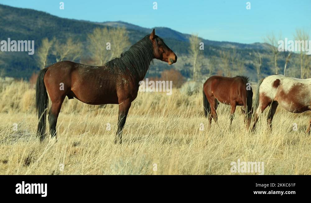 Mustang grazing Stock Videos & Footage - HD and 4K Video Clips - Alamy