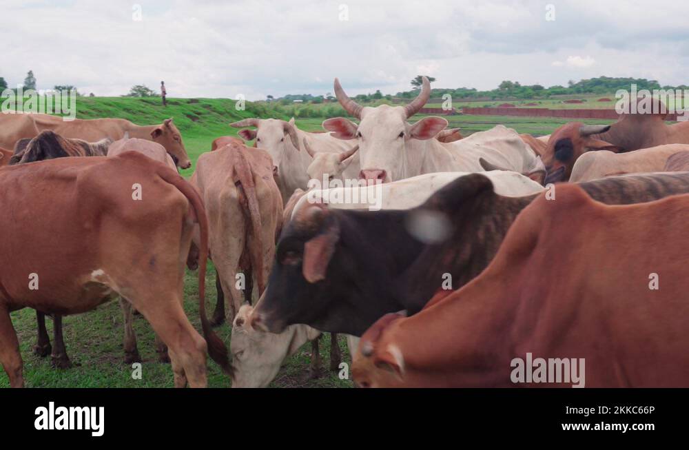 Farm feeding animals Stock Videos & Footage - HD and 4K Video Clips - Alamy