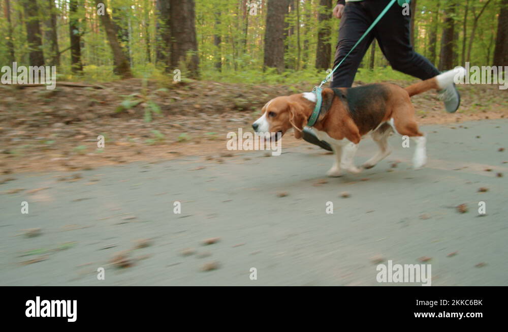 Running beagle Stock Videos & Footage - HD and 4K Video Clips - Alamy