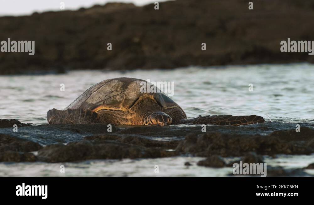 Relaxed turtle Stock Videos & Footage - HD and 4K Video Clips - Alamy