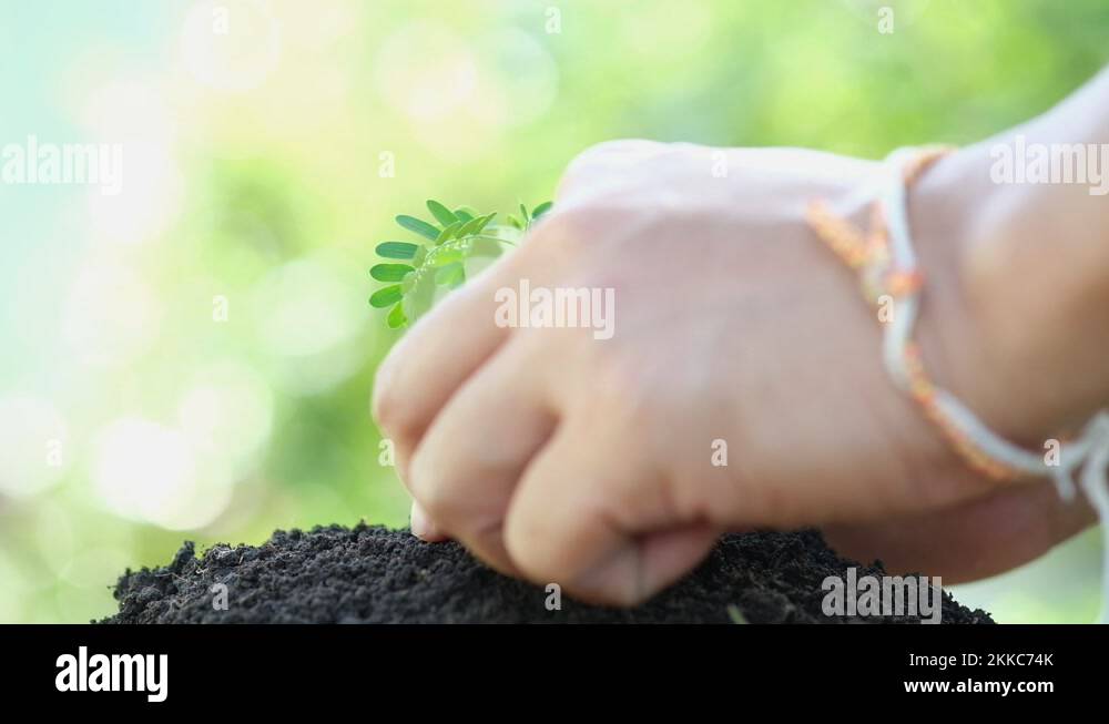 People are using their hands to plant small trees. Concept love for ...