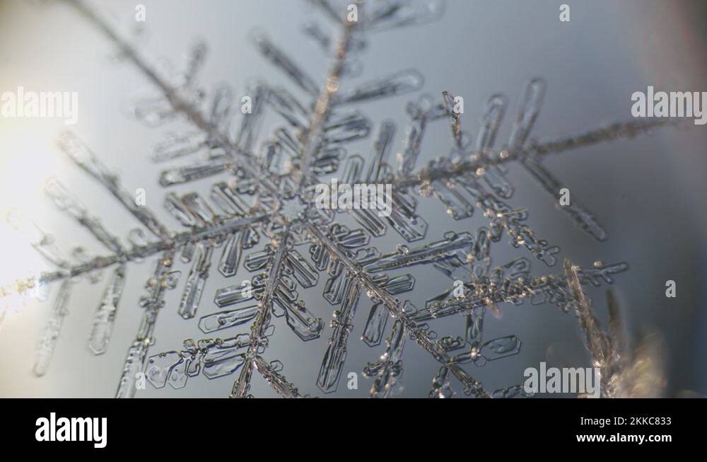 Snowflake ice crystals stellar dendrites under microscope macro large ...