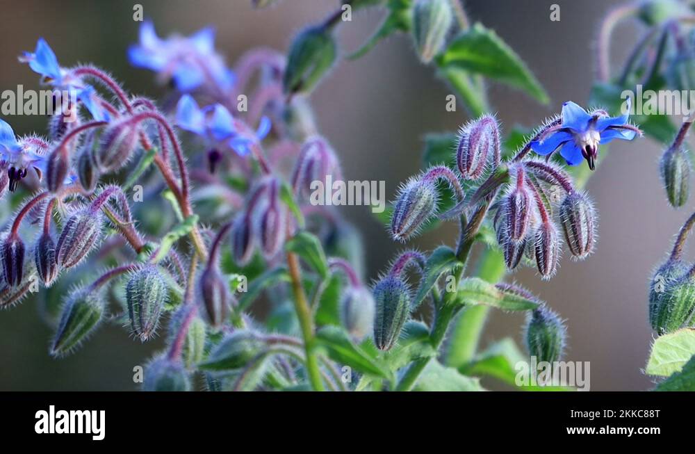 blue medicinal plant, Borage, Borago officinalis, flower of the spice ...