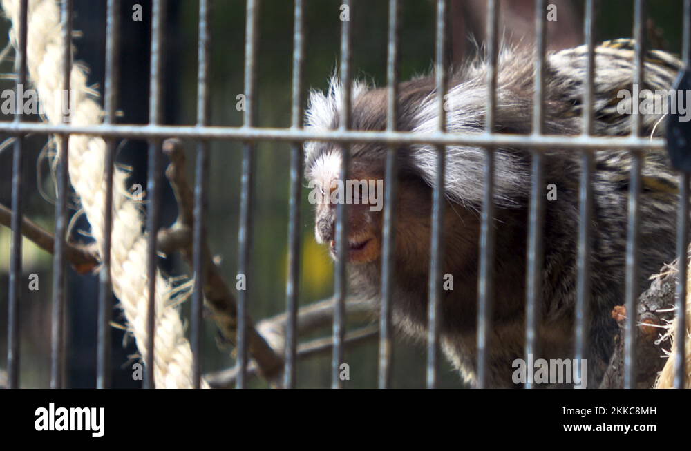 Amazon world zoo Stock Videos & Footage - HD and 4K Video Clips - Alamy