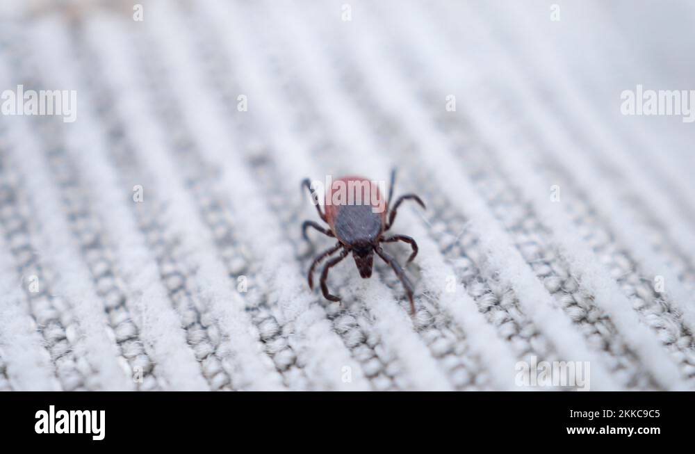 Small tick symbol Stock Videos & Footage - HD and 4K Video Clips - Alamy
