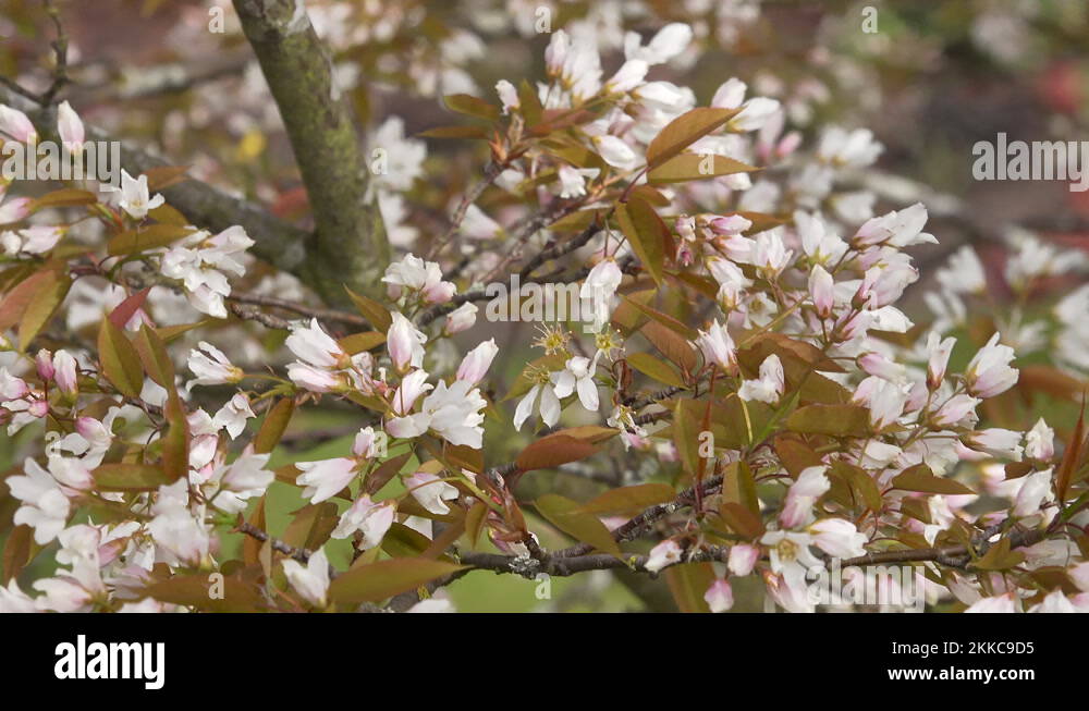 Amelanchier arborea 'robin hill' Stock Videos & Footage - HD and 4K ...