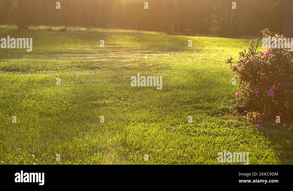 Covering grass Stock Videos & Footage - HD and 4K Video Clips - Alamy