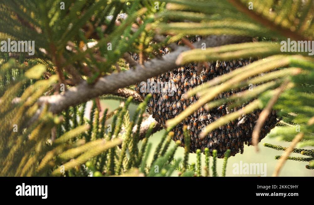 Bees Swarm In Hives On Pine Tree Stock Video Footage - Alamy
