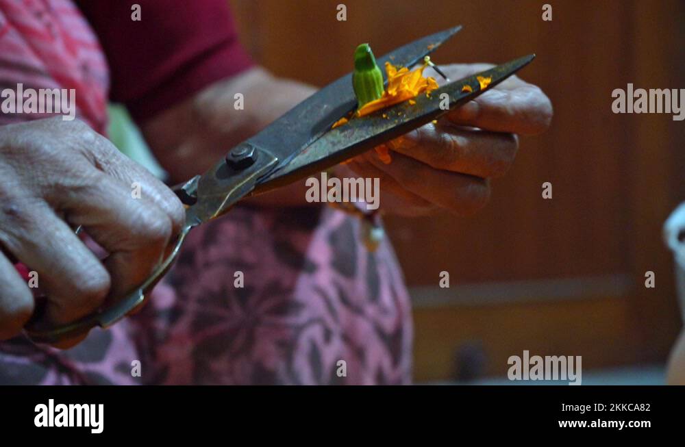 In a head scissor Stock Videos & Footage - HD and 4K Video Clips - Alamy