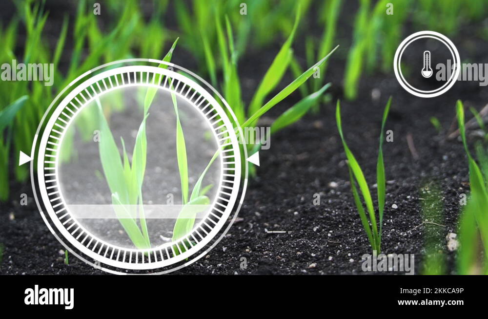Plant sprout growing and Smart farm technology for detection and ...