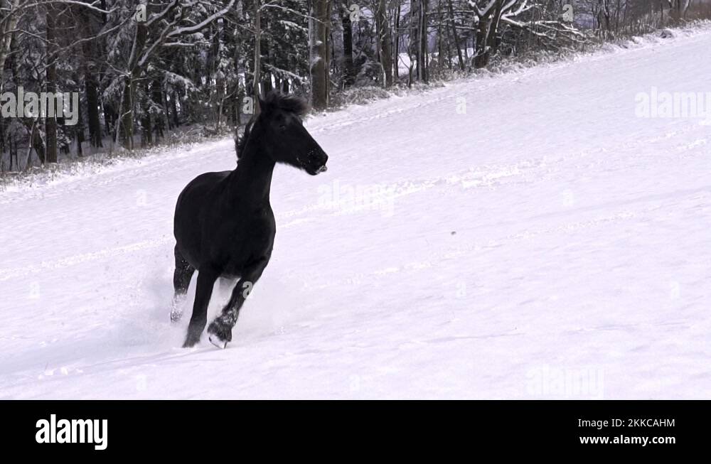 Friesian stallion Stock Videos & Footage - HD and 4K Video Clips - Alamy