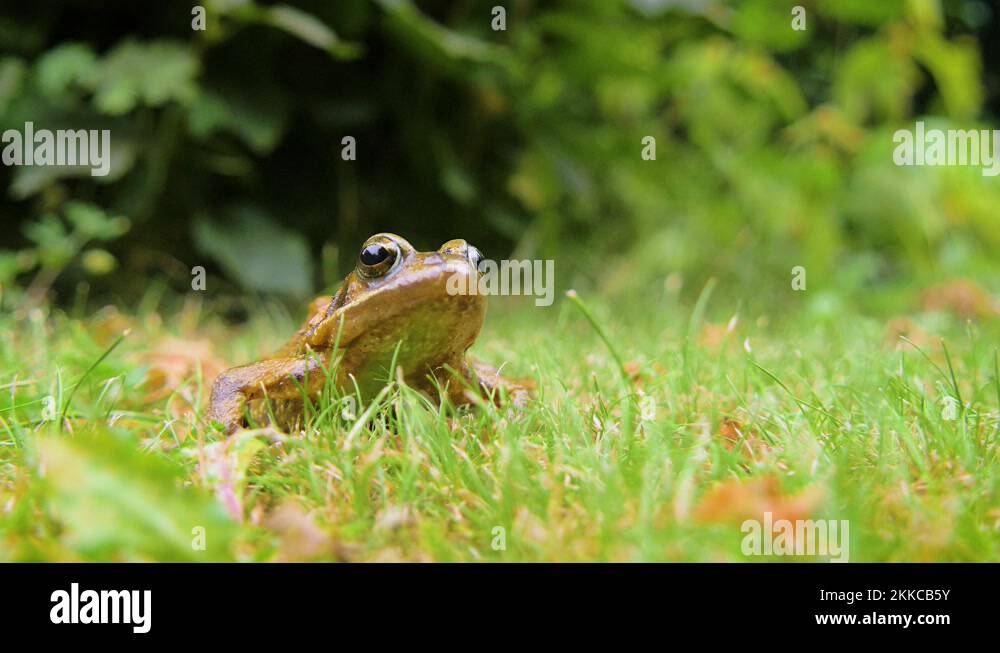 Slimy amphibian Stock Videos & Footage - HD and 4K Video Clips - Alamy
