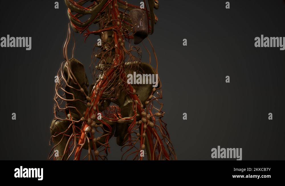 Anatomical anatomy blood Stock Videos & Footage - HD and 4K Video Clips ...