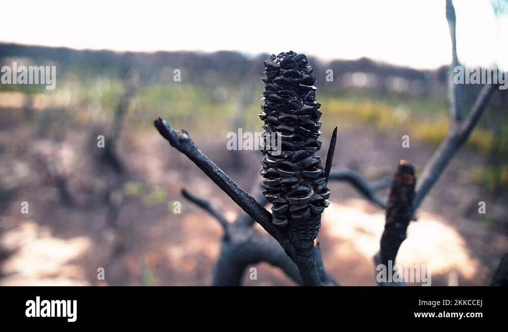 Burnt Pine Cone On A Tree In The Forest. Nature Destruction On Kurnell ...