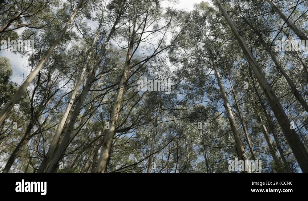 Australian native trees Stock Videos & Footage - HD and 4K Video Clips ...