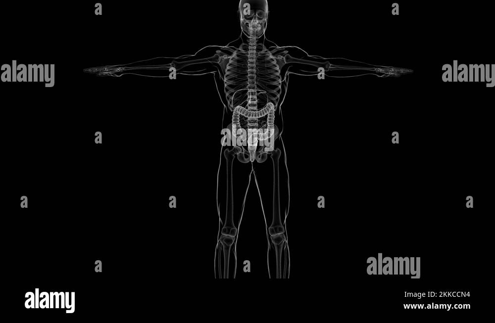 Large intestine and bladder Stock Videos & Footage - HD and 4K Video ...