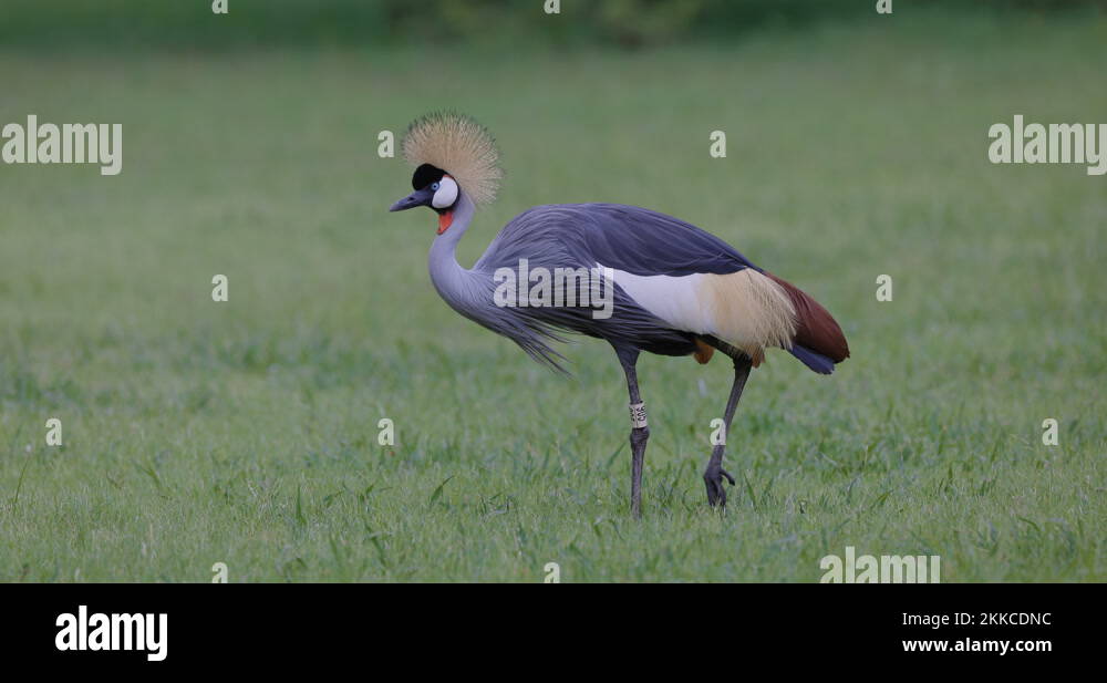 Beautiful crowned crane walking Stock Videos & Footage - HD and 4K ...