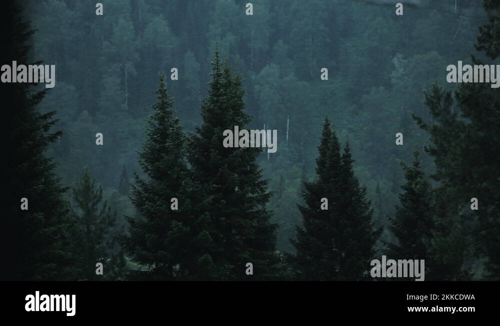 Tops of Ancient Trees in Dense Forest. Expedition to Mountains. Grow on ...