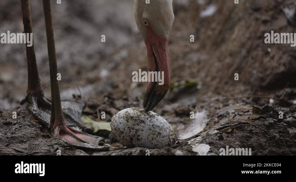 Flamingo with an egg Stock Videos & Footage - HD and 4K Video Clips - Alamy