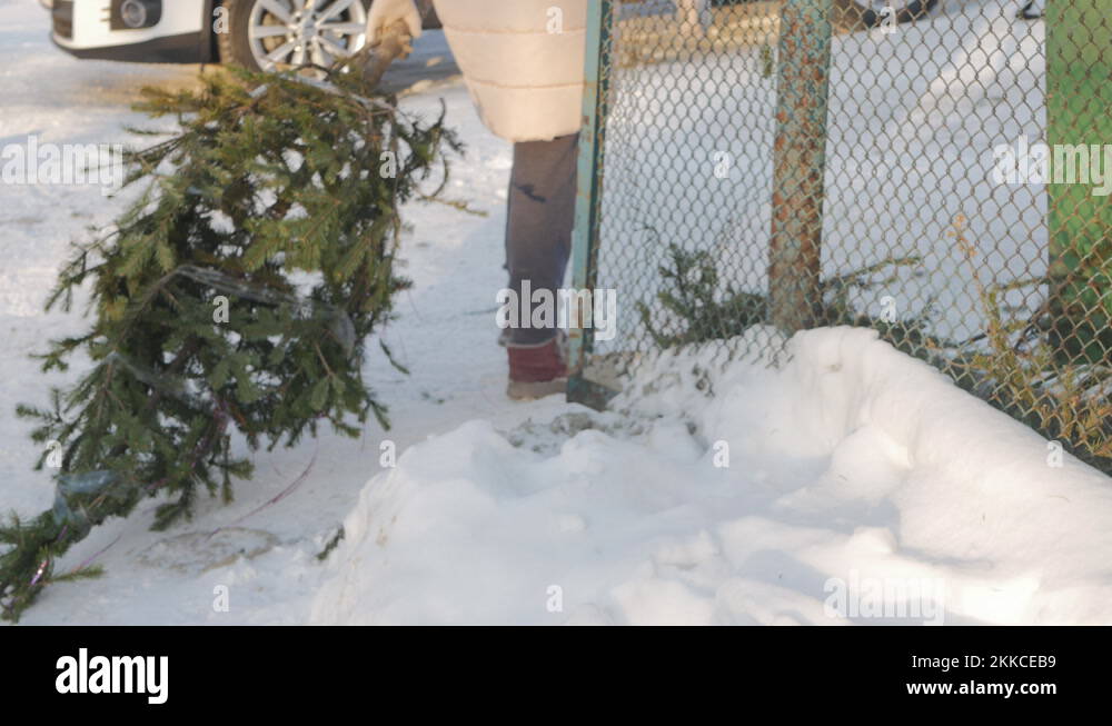 Live fir tree Stock Videos & Footage - HD and 4K Video Clips - Alamy