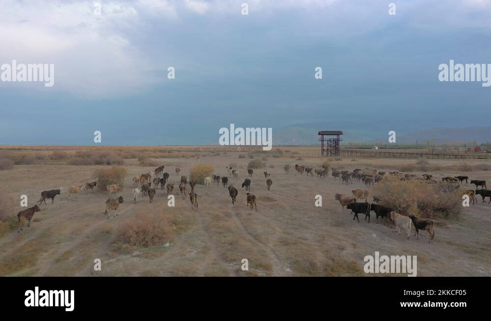 Turkey cows Stock Videos & Footage - HD and 4K Video Clips - Alamy