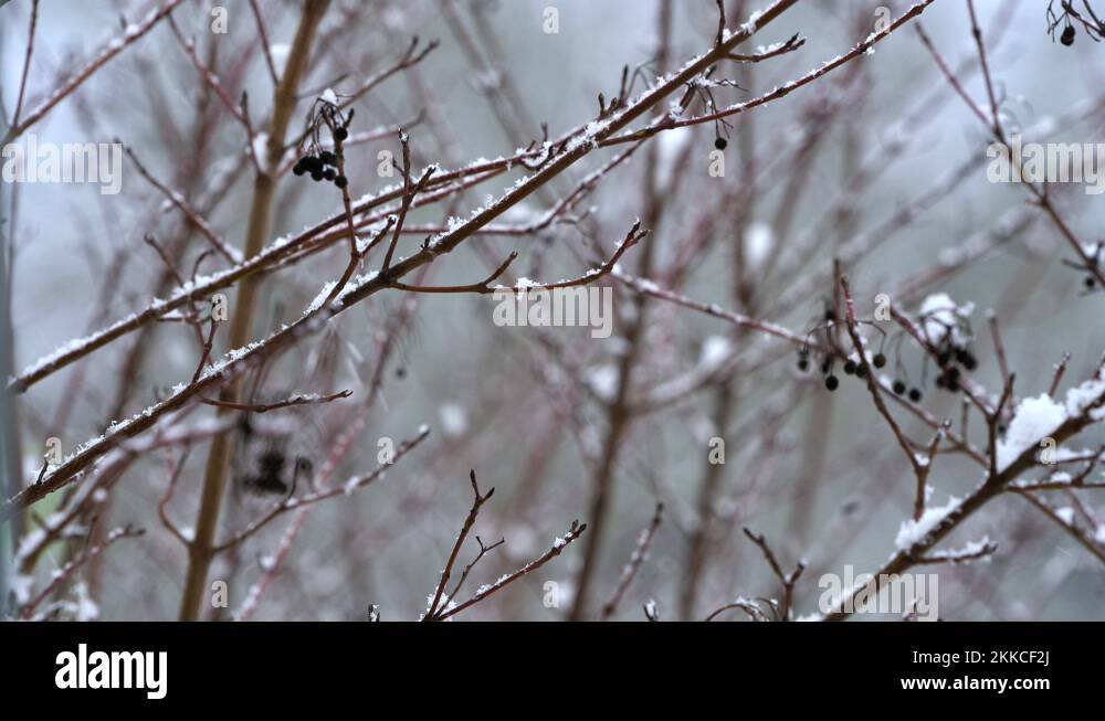 Timber bush Stock Videos & Footage - HD and 4K Video Clips - Alamy