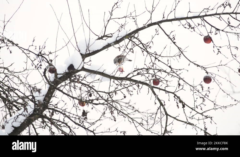 Bird eating an apple Stock Videos & Footage - HD and 4K Video Clips - Alamy
