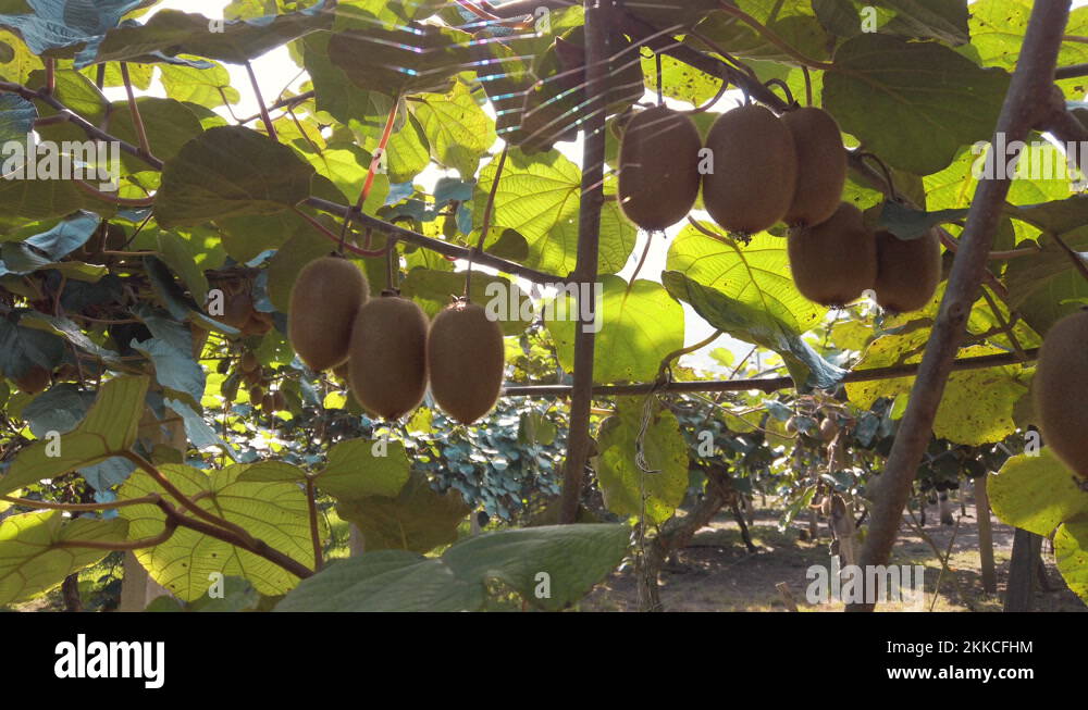 Kiwi fruit growing Stock Videos & Footage - HD and 4K Video Clips - Alamy