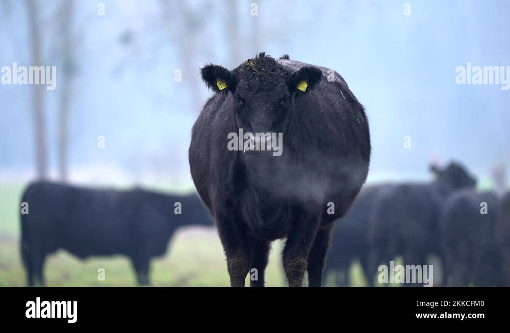 Angus black cow Stock Videos & Footage - HD and 4K Video Clips - Alamy