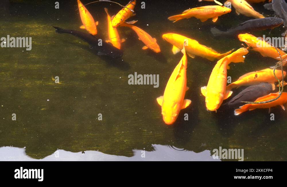 The gold pool Stock Videos & Footage - HD and 4K Video Clips - Alamy