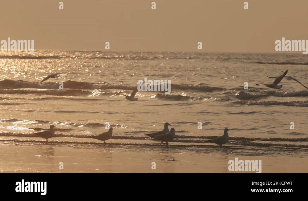 Flying shore Stock Videos & Footage - HD and 4K Video Clips - Alamy