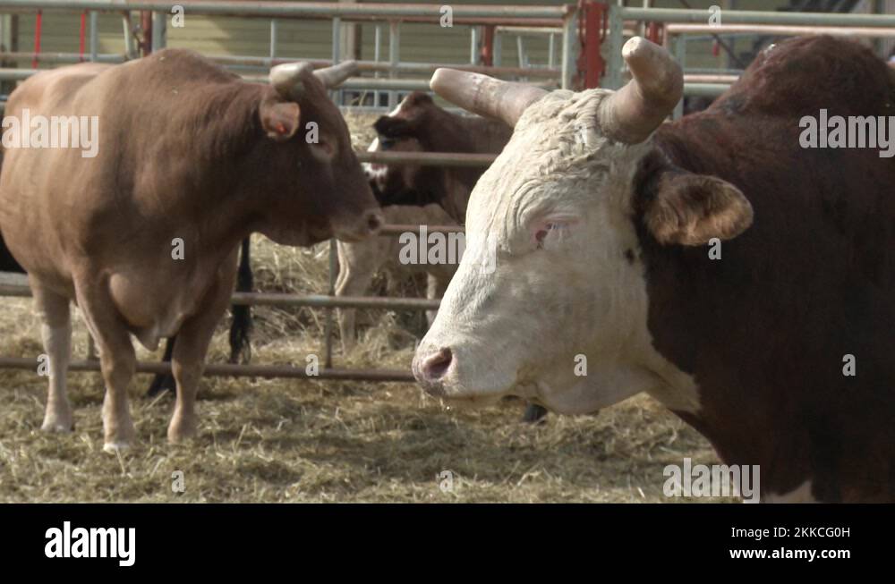 Bulls in pen Stock Videos & Footage - HD and 4K Video Clips - Alamy