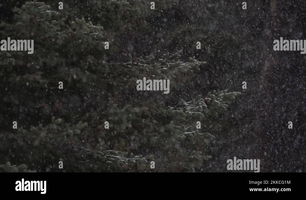 Snow falling over tree in forest Stock Videos & Footage - HD and 4K ...