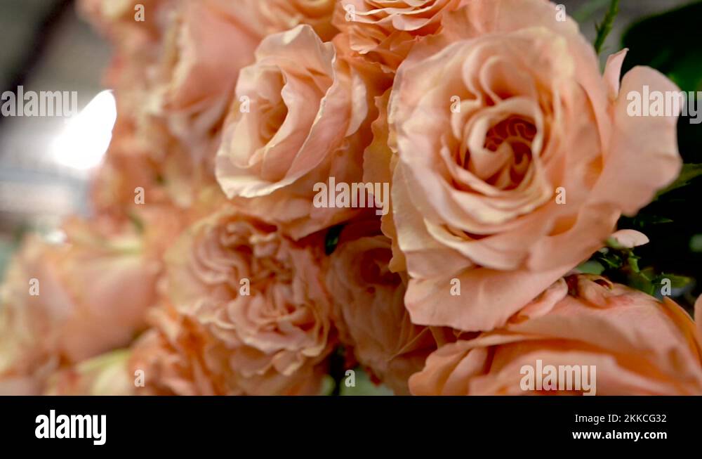 A dozen roses Stock Videos & Footage - HD and 4K Video Clips - Alamy